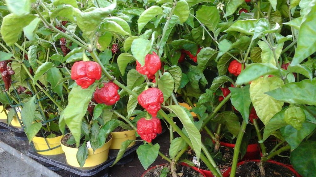 7 Pod Infinity o Infinity Chili - La Margherita