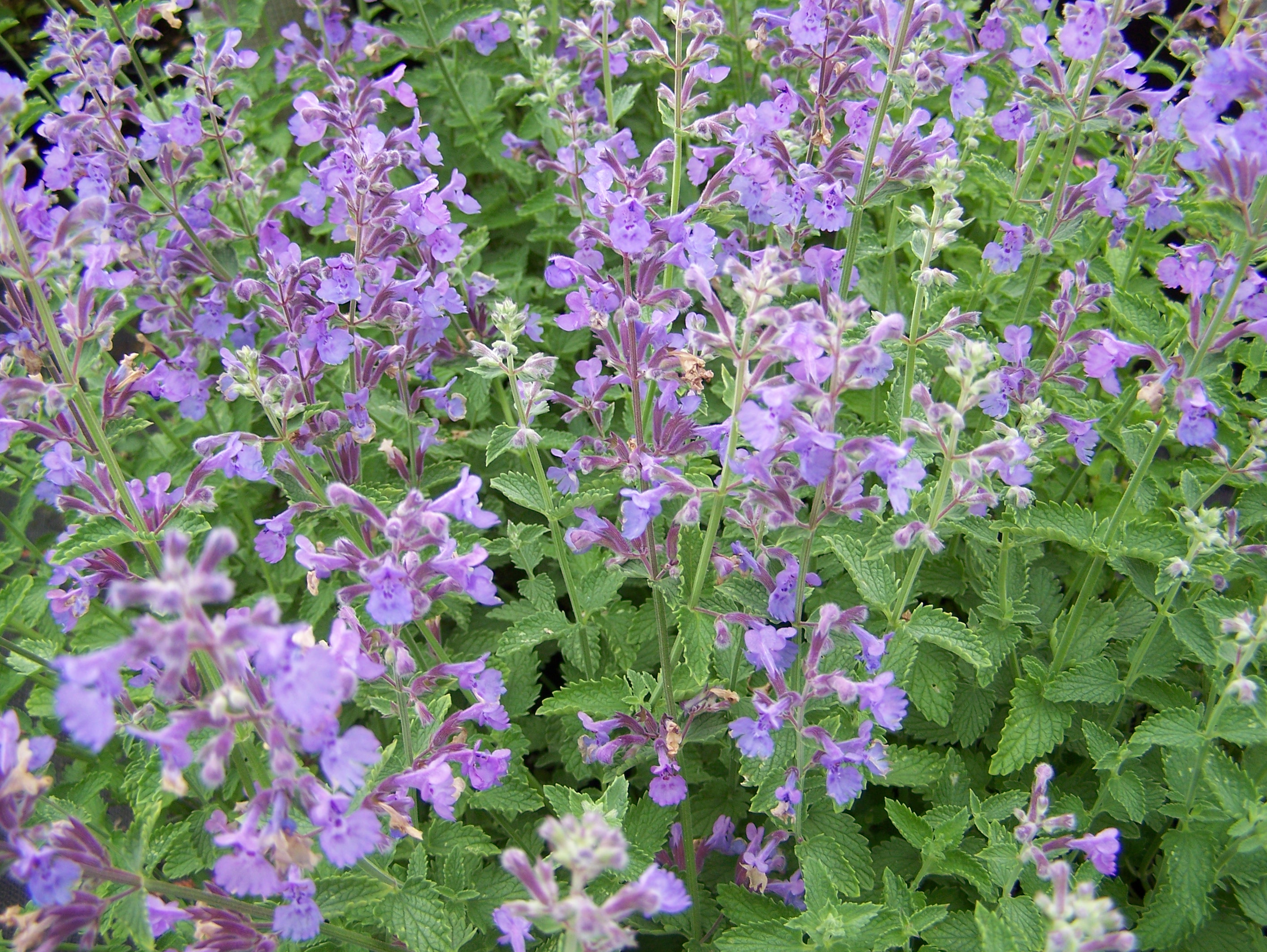 nepeta_faassenii - La Margherita
