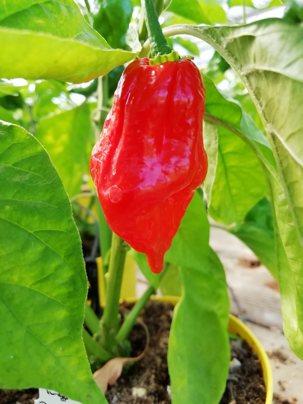 Naga Morich - aalamargherita.com