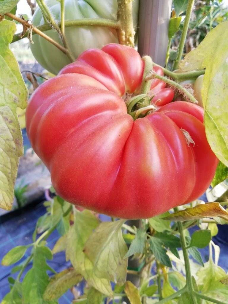 Buffalo Heart Giant - aalamargherita.com