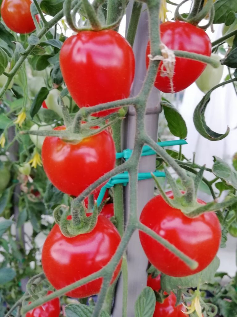 Fragolino - aalamargherita.com