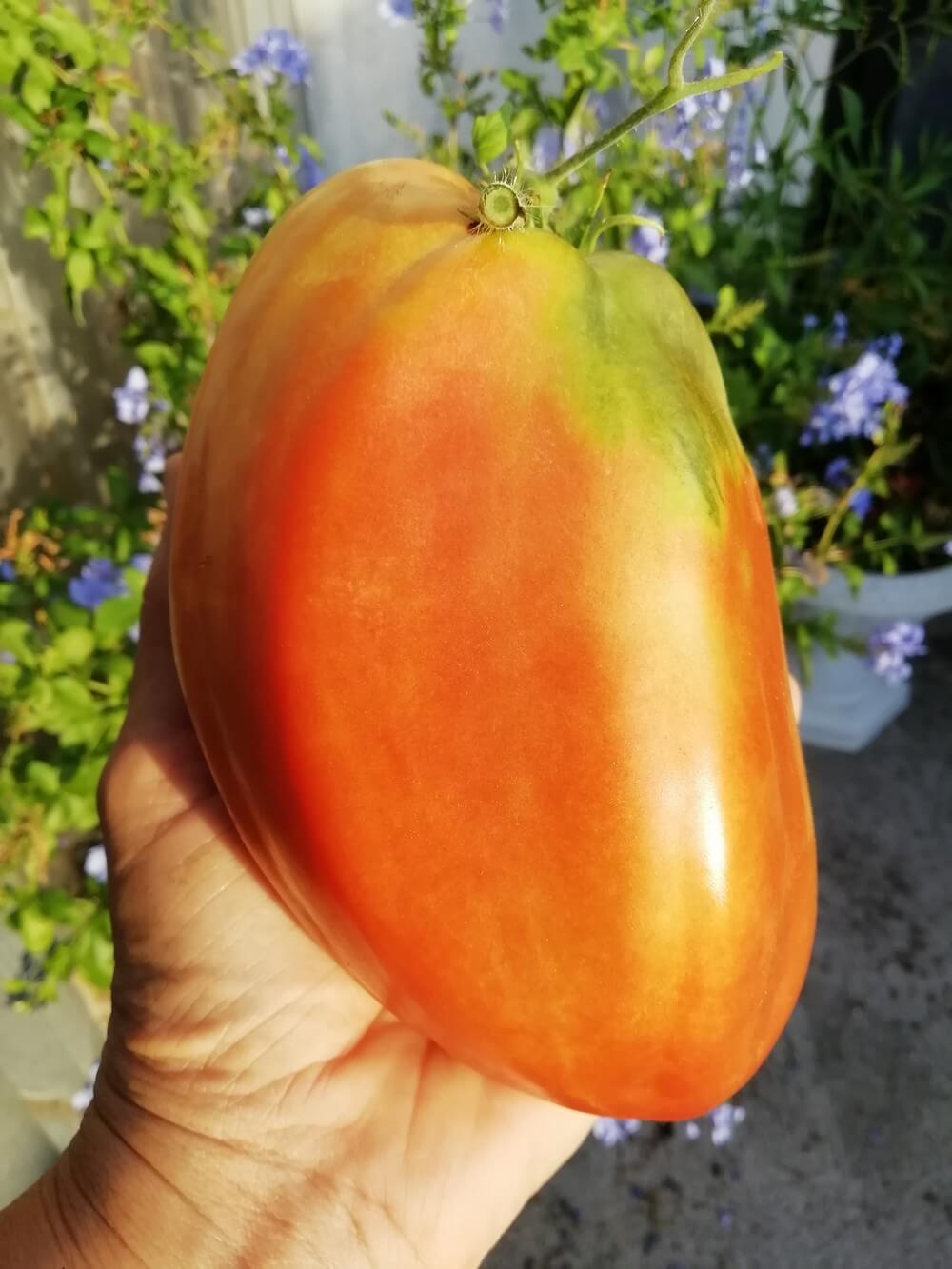 Nasone - aalamargherita.com