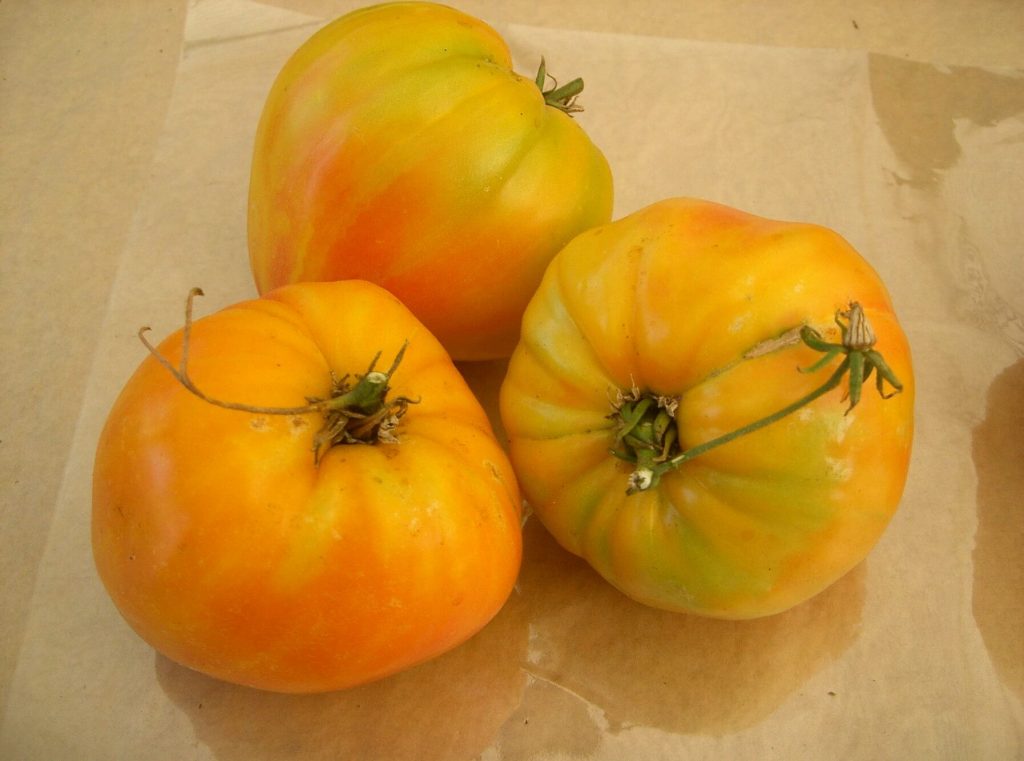 Orange Russian 117 - aalamargherita.com