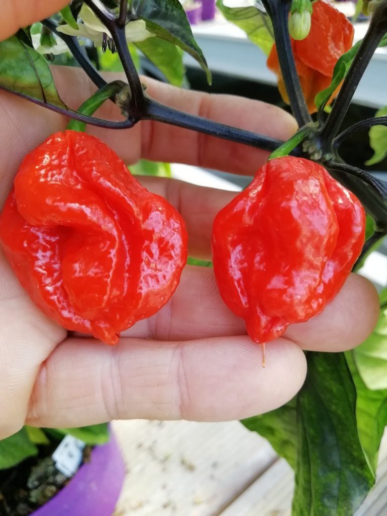 Purple Naga Viper - aalamargherita.com