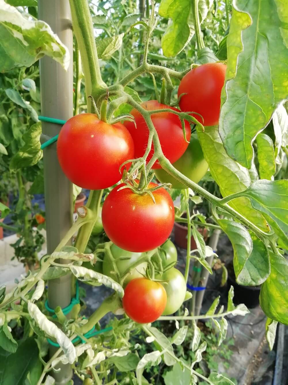 Variegato - aalamargherita.com