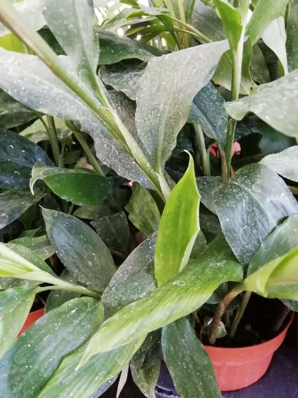 Cardamomo - aalamargherita.com