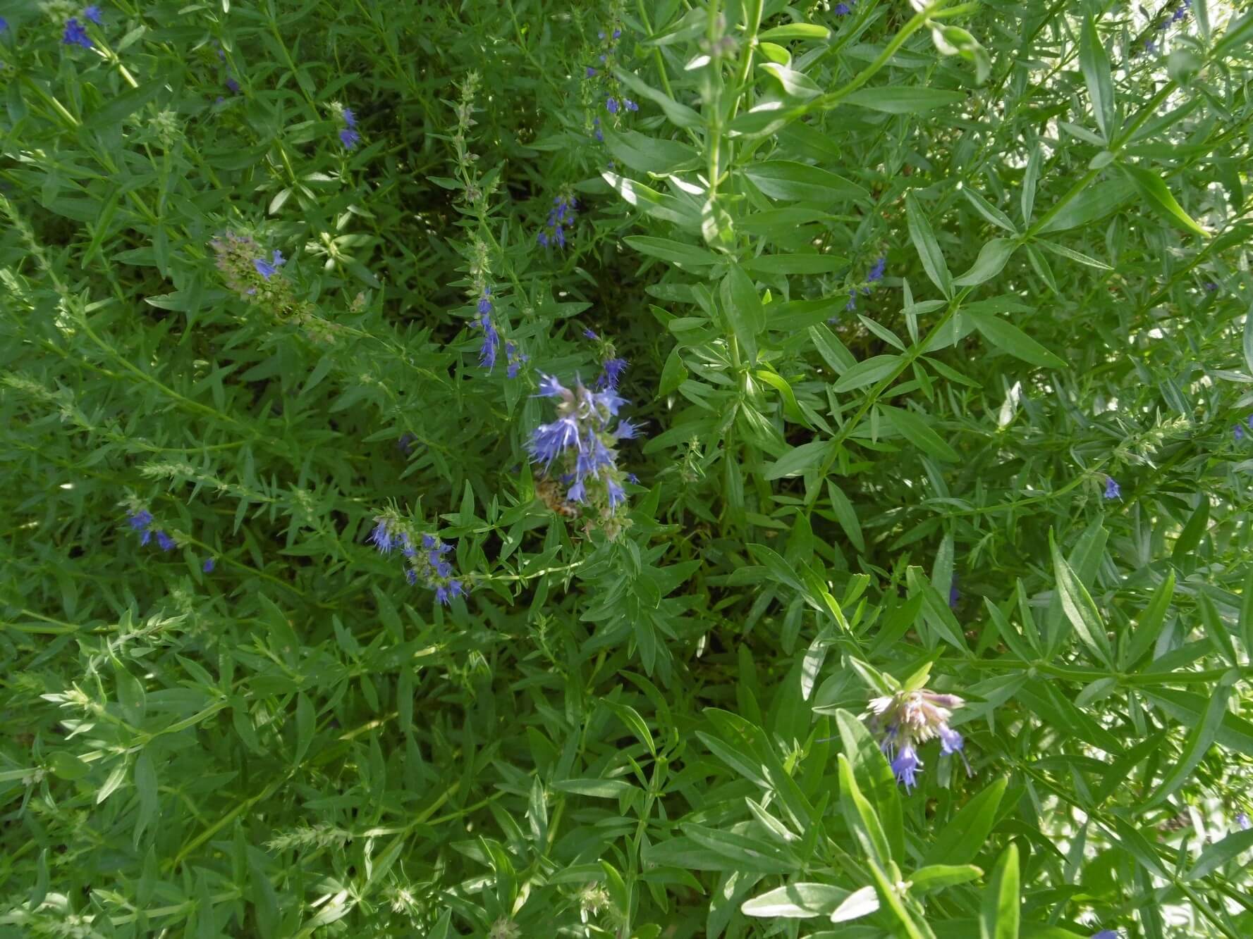 Issopo - aalamargherita.com