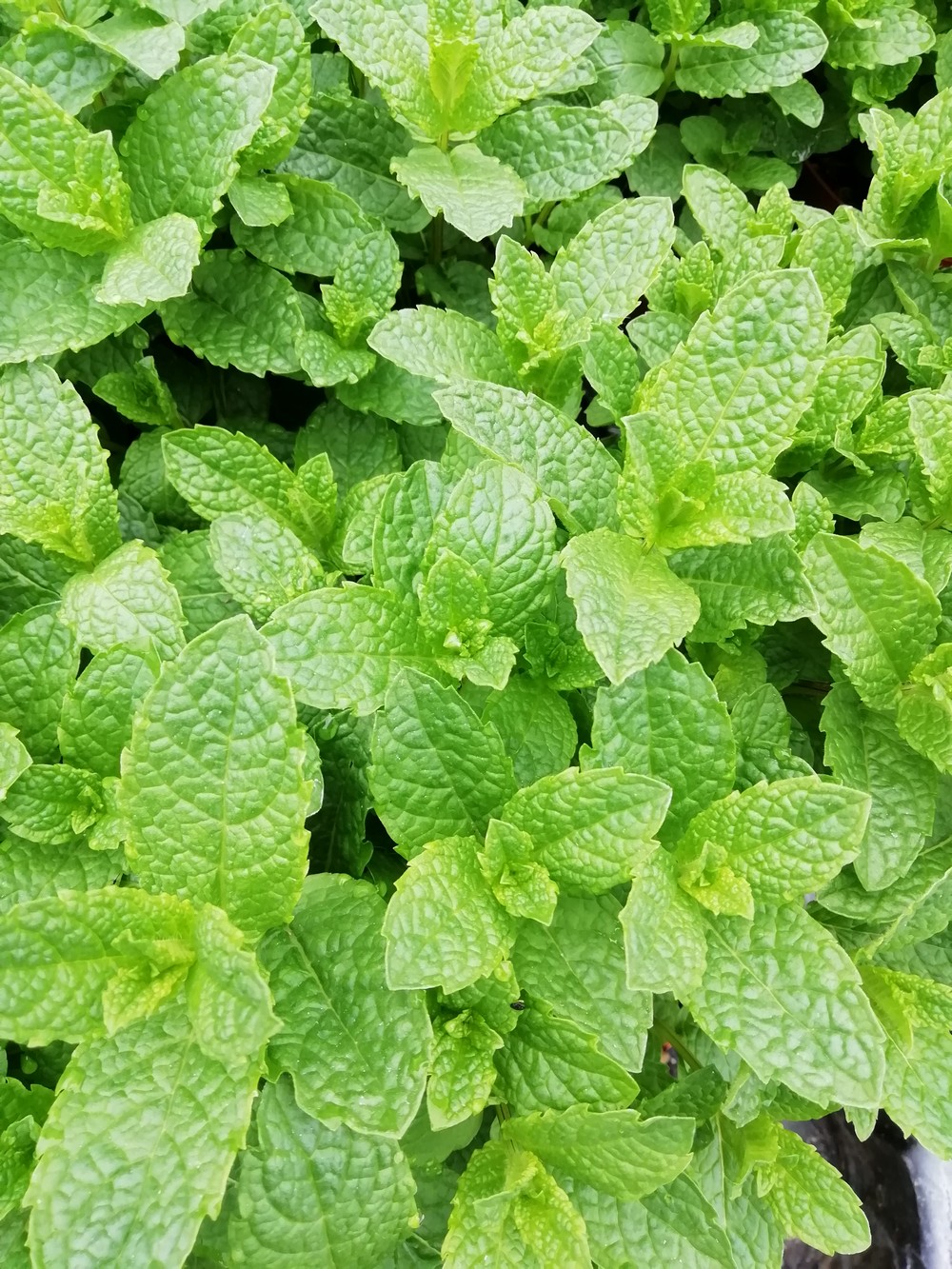 Menta Mojito - aalamargherita.com