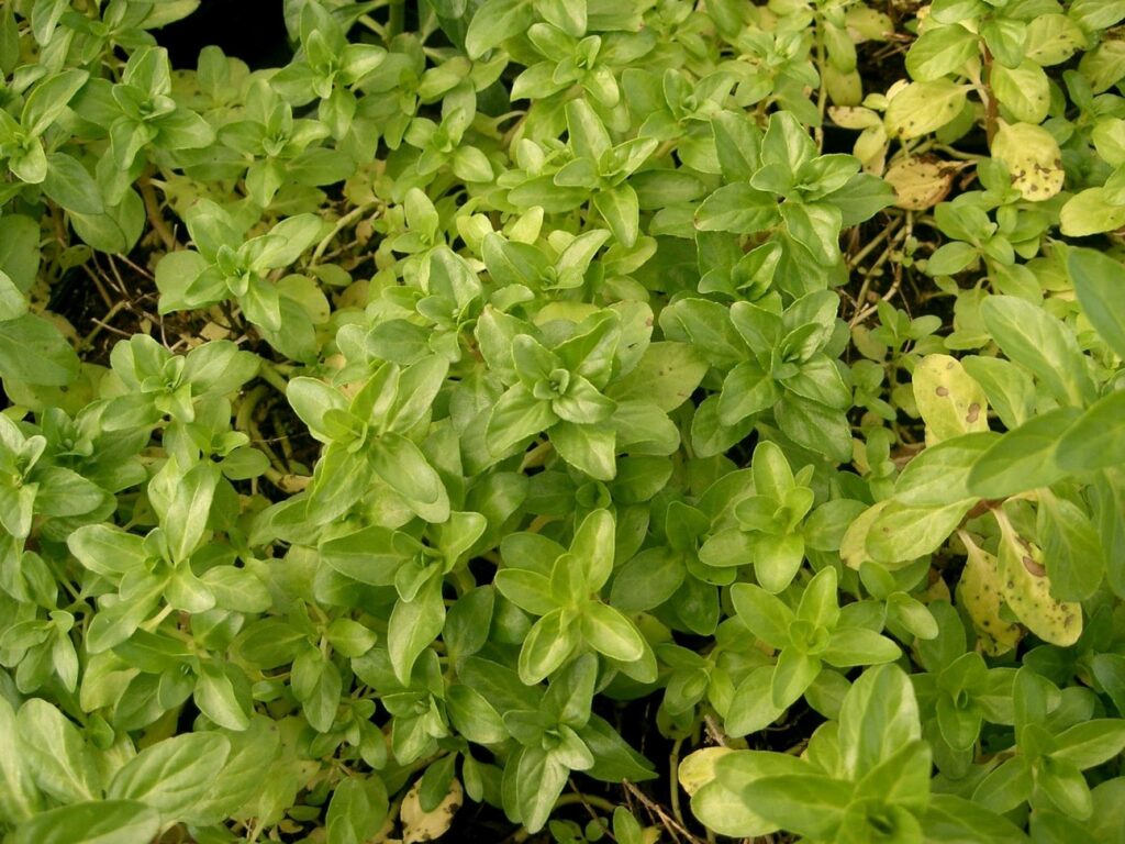 Mentuccia Romana - aalamargherita.com