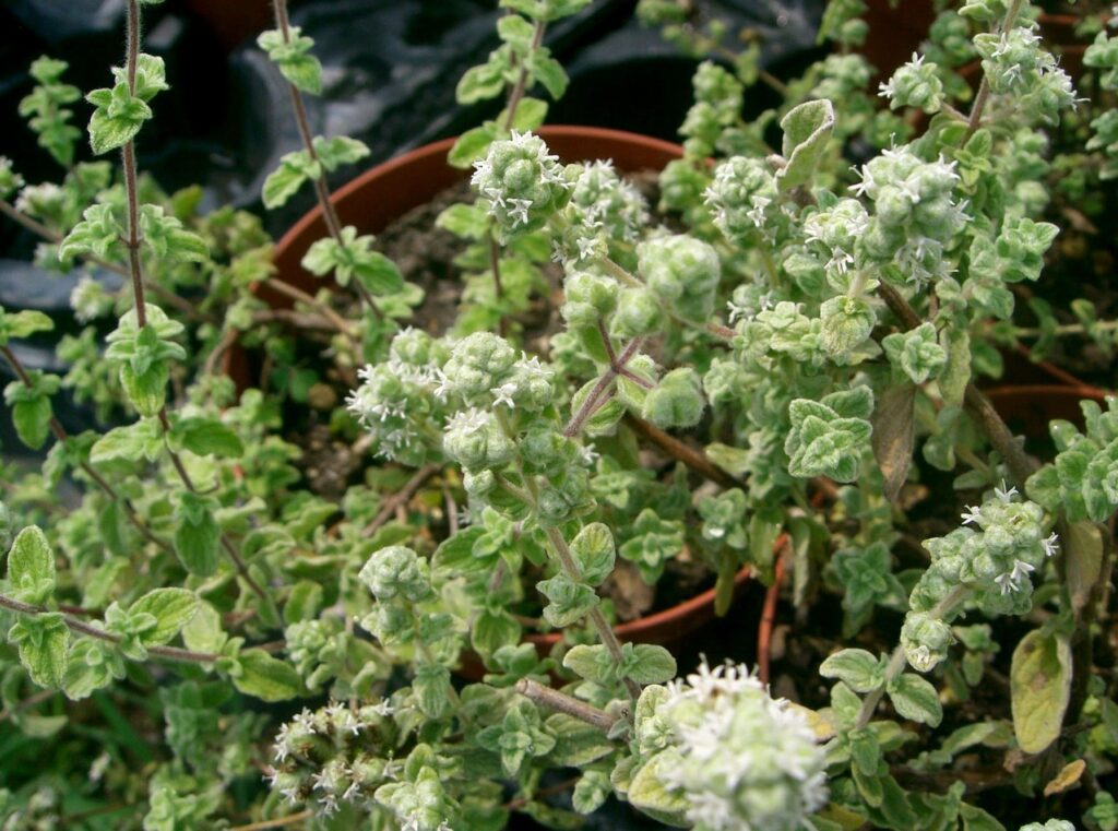 Origano di Zaatar - aalamargherita.com