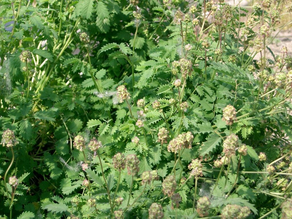 Pimpinella - aalamargherita.com