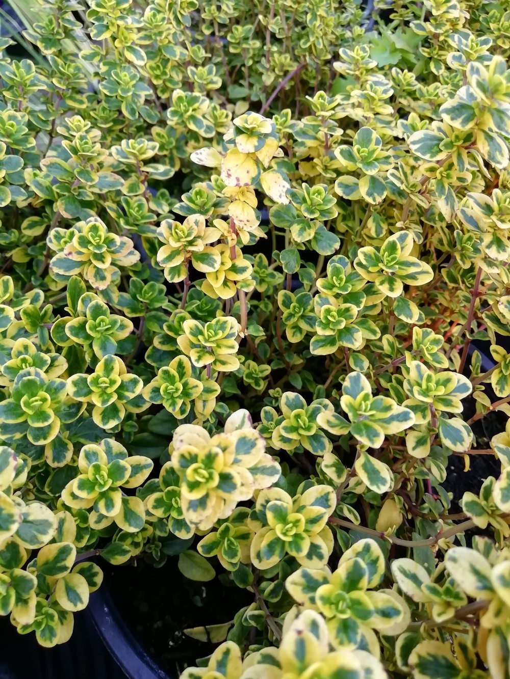 Timo Limone Aureo - aalamargherita.com