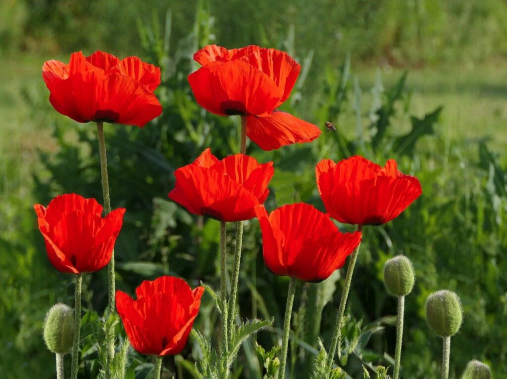 Papavero Comune - aalamargherita.com