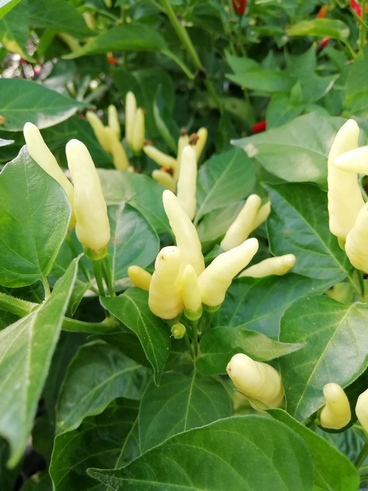 Siling Labuyo - aalamargherita.com