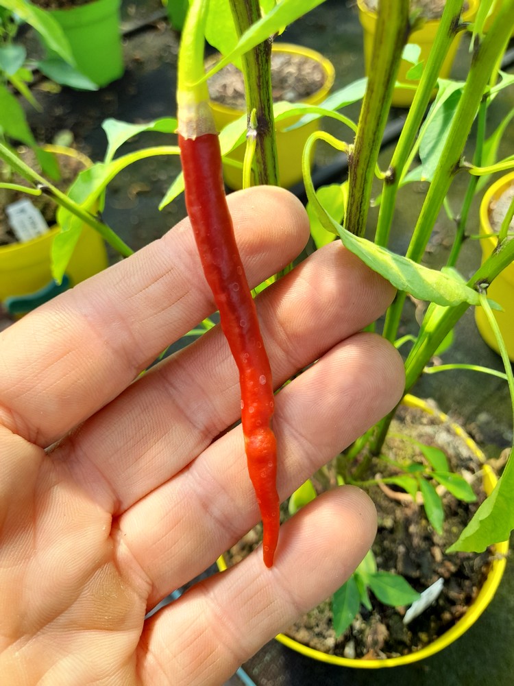 Cola de Rata - aalamargherita.com